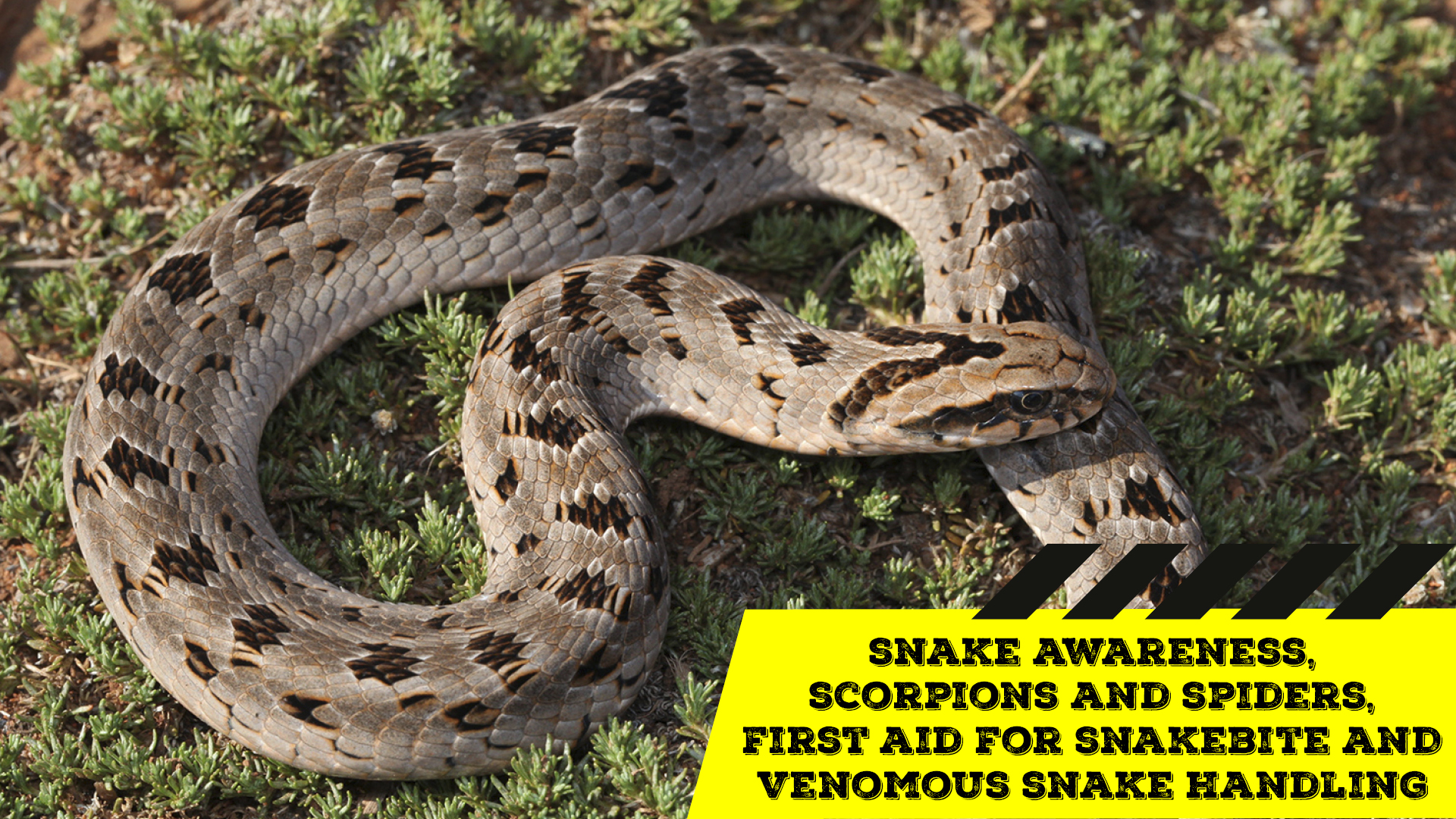Snake Awareness & Venomous Snake Handling (KwaZulu-Natal) - 2019-11-23 ...