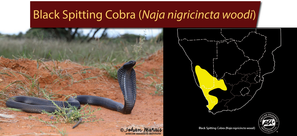 Spitting Snakes of Southern Africa - African Snakebite Institute
