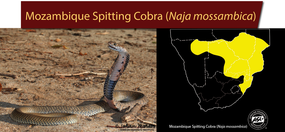 Spitting Snakes of Southern Africa - African Snakebite Institute