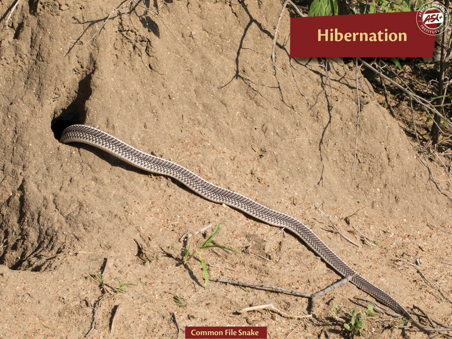 Snake season - African Snakebite Institute