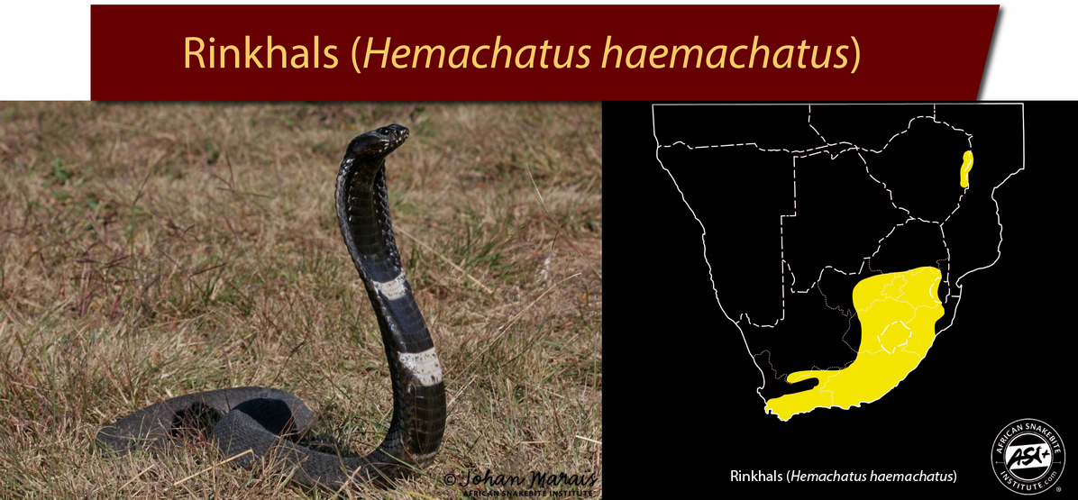 Spitting Snakes of Southern Africa - African Snakebite Institute