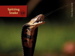 Spitting Snakes of Southern Africa - African Snakebite Institute