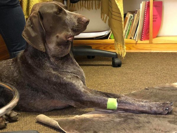 Pets and Snakebite - African Snakebite Institute