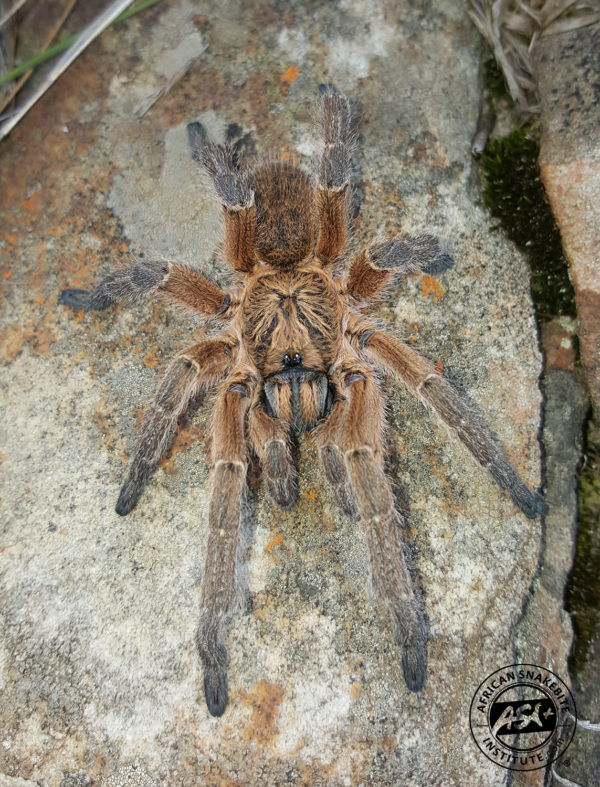 Baboon Spider - African Snakebite Institute