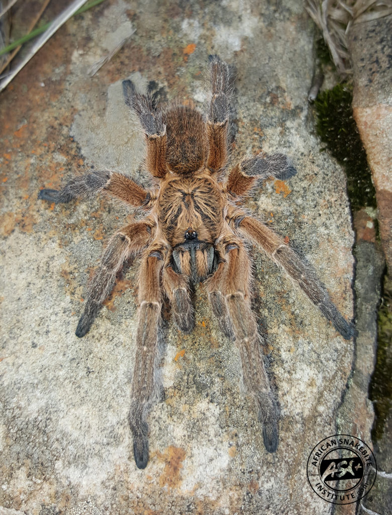Baboon Spider - African Snakebite Institute
