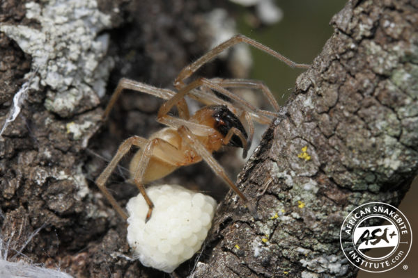 Sac Spider - African Snakebite Institute