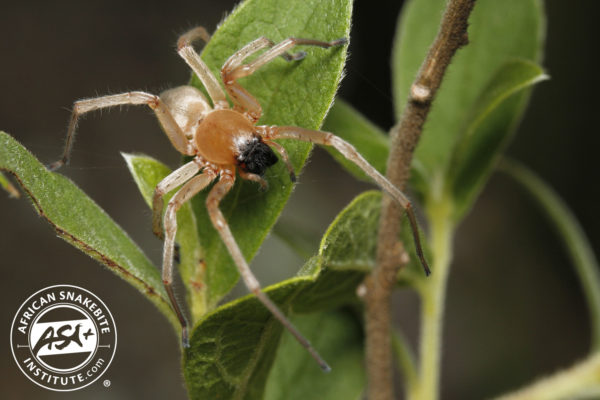 Sac Spider - African Snakebite Institute