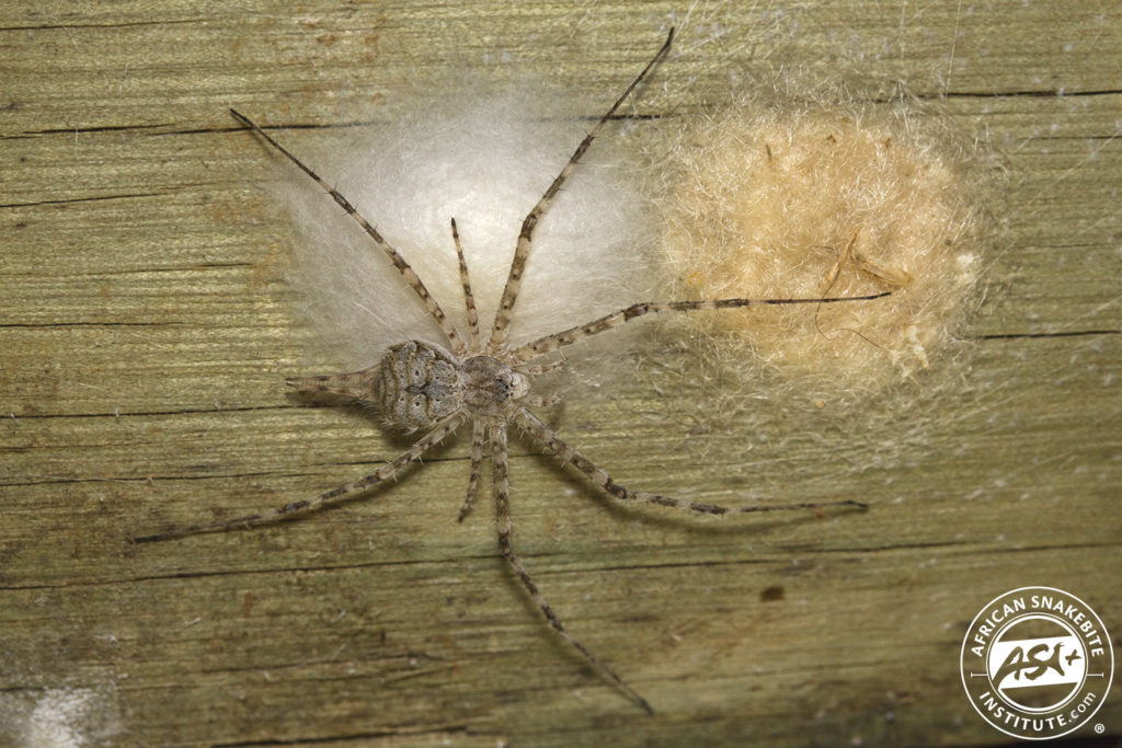 Common Wall Spider - African Snakebite Institute