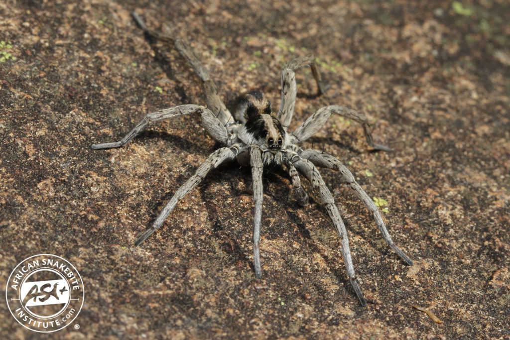 Wolf Spider - African Snakebite Institute