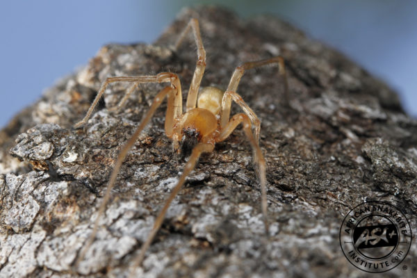 Sac Spider - African Snakebite Institute