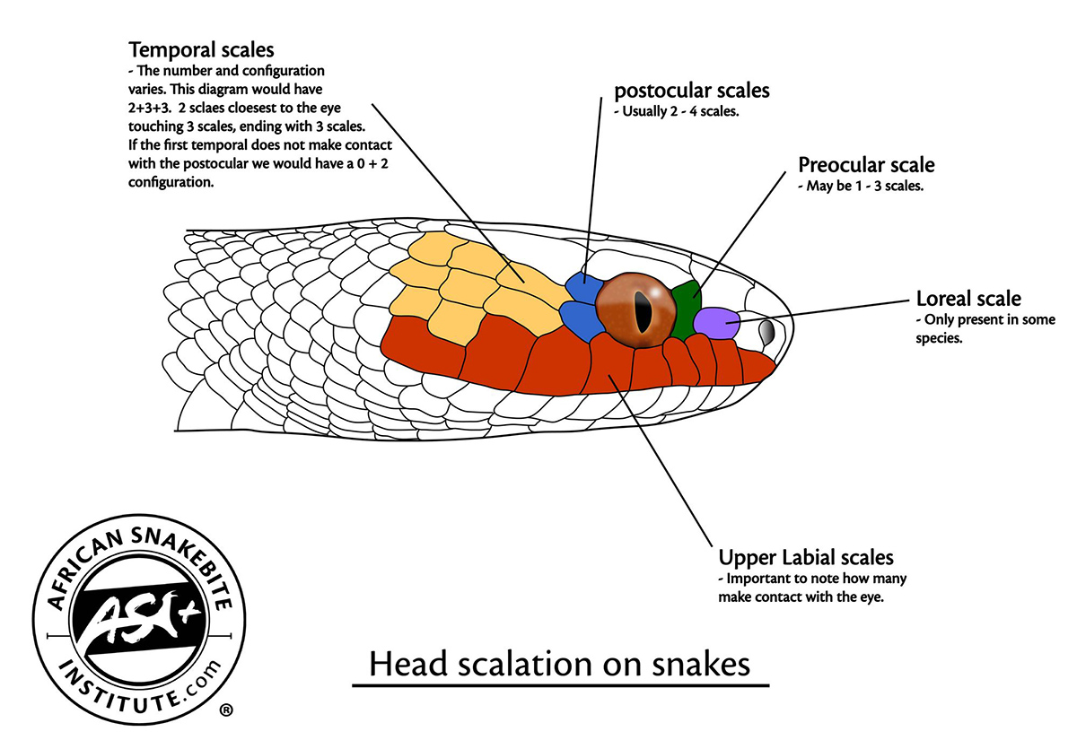 How to Identify Snakes - African Snakebite Institute