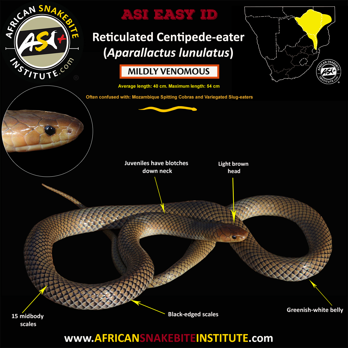 Reticulated Centipede-eater - African Snakebite Institute