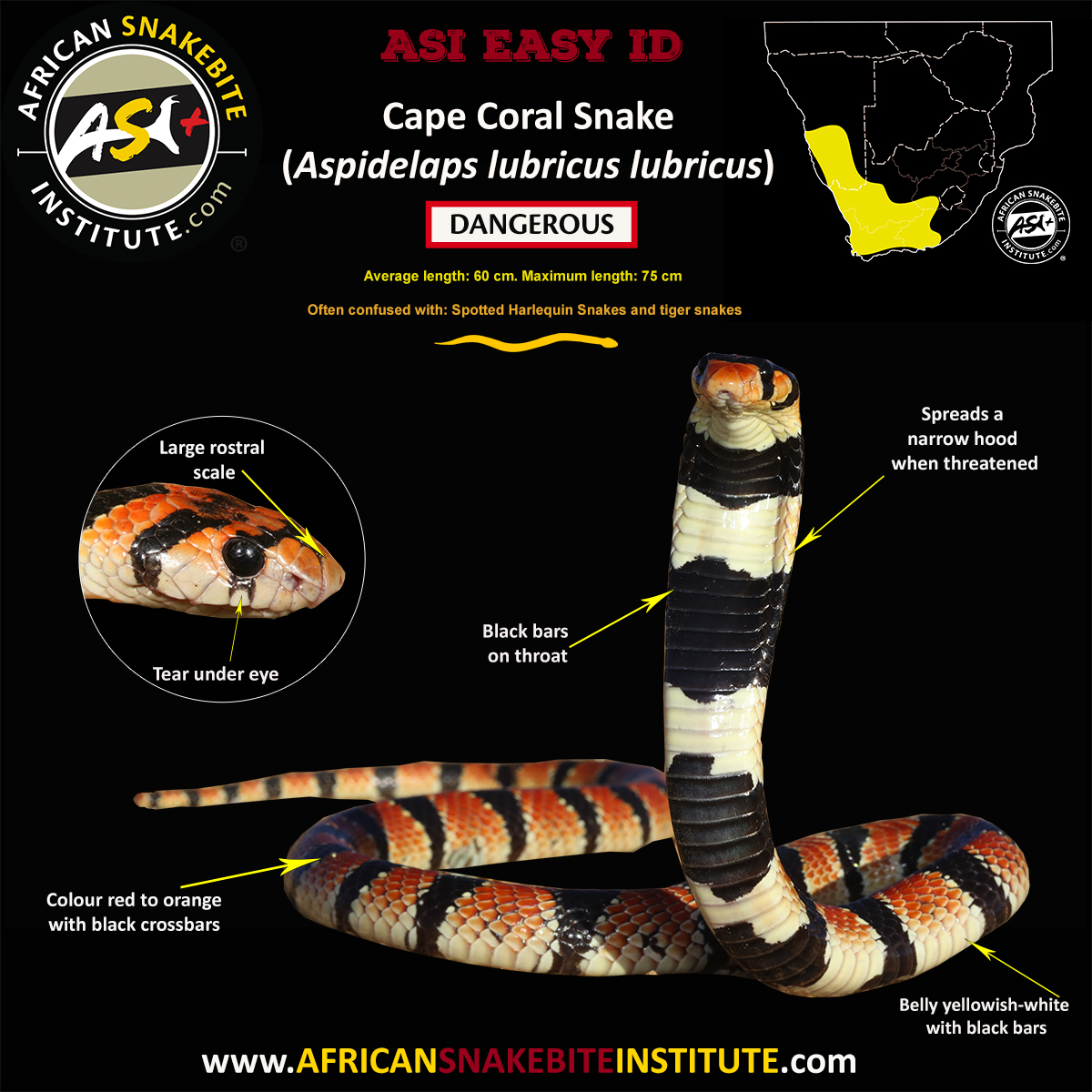 Coral Snake Fangs