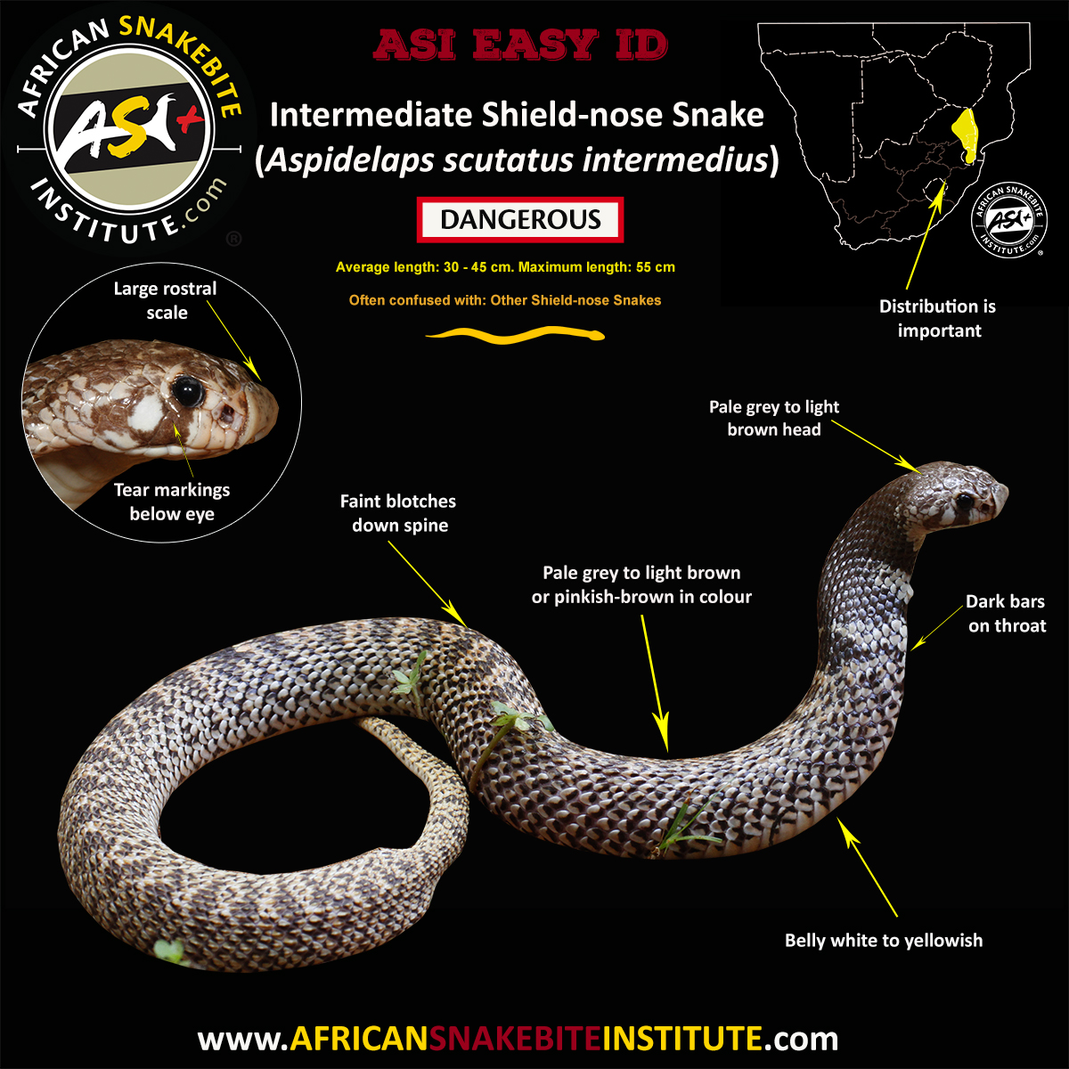 Intermediate Shield Cobra - African Snakebite Institute