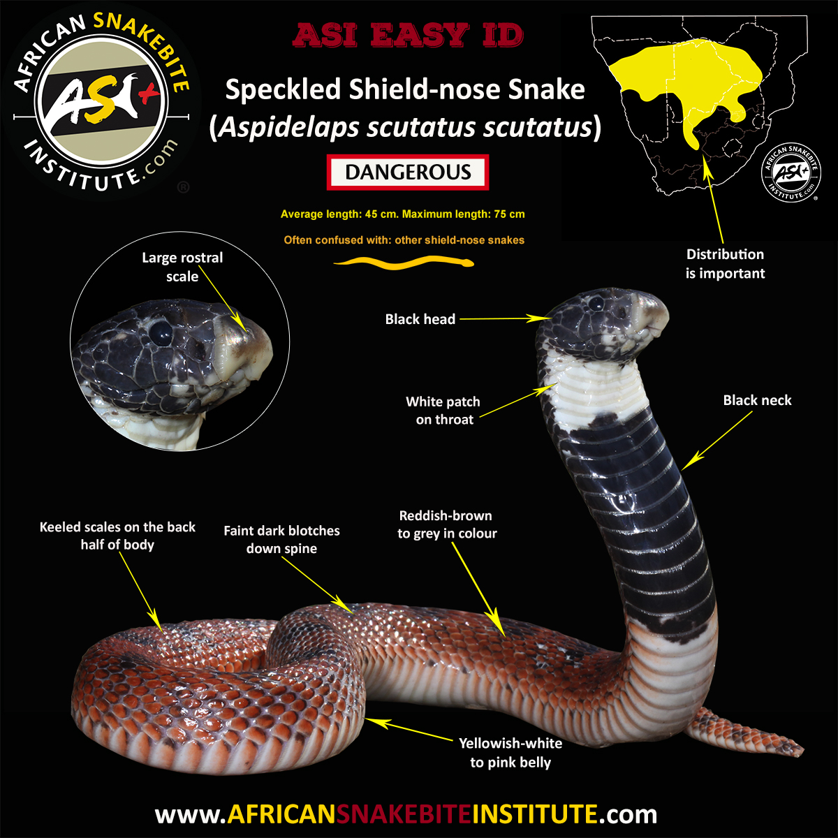 Speckled Shield-nose Snake - African Snakebite Institute
