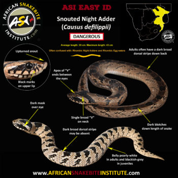 Snake Comparison - Common Night Adder vs Snouted Night Adder - African ...