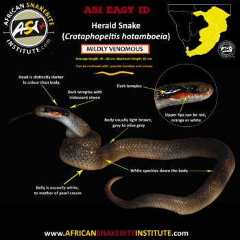 Herald or Red-lipped Snake - African Snakebite Institute