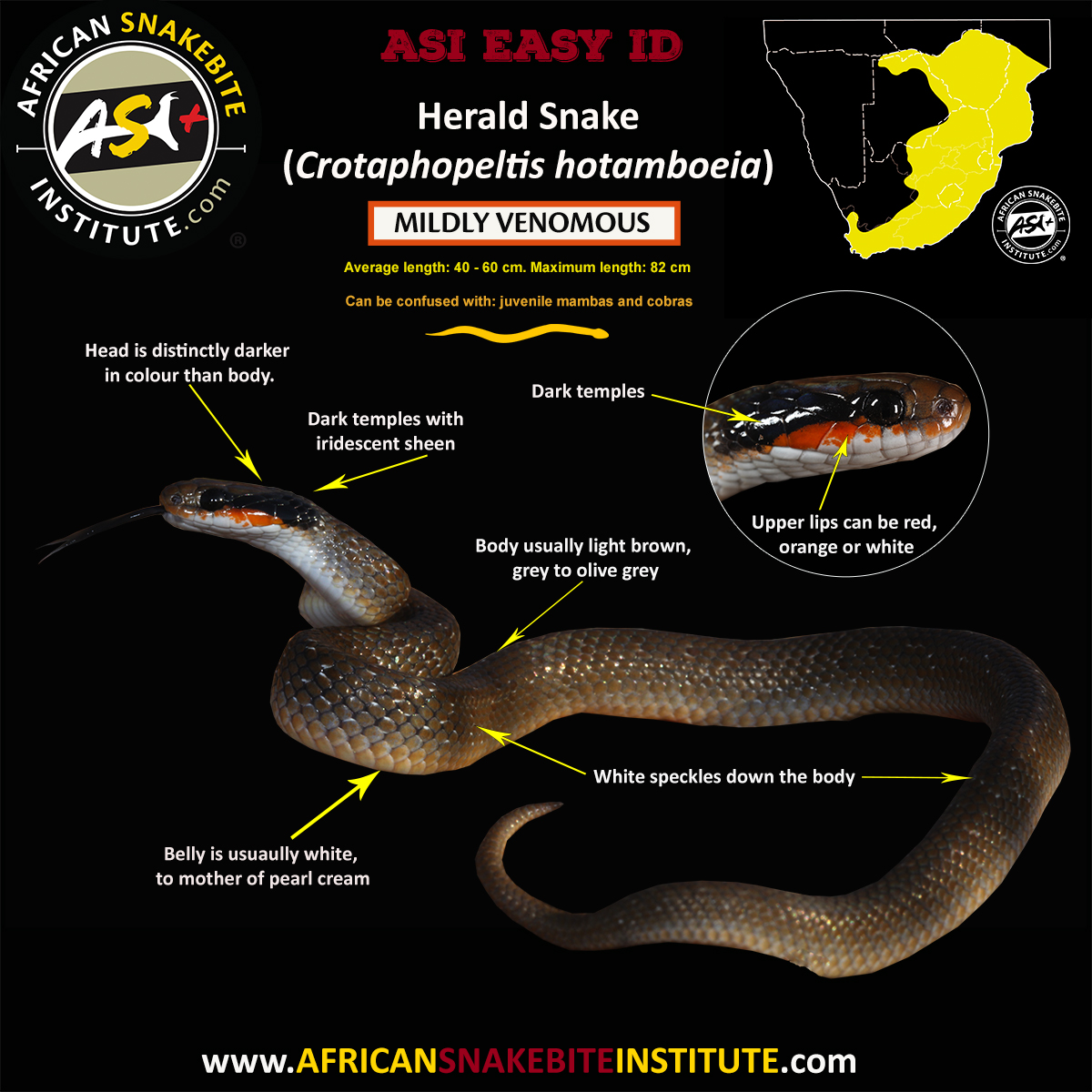 Herald or Red-lipped Snake - African Snakebite Institute