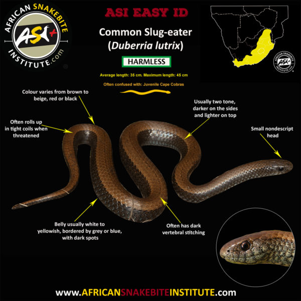 Snake Comparison - Slug-eater vs Cape Cobra - African Snakebite Institute