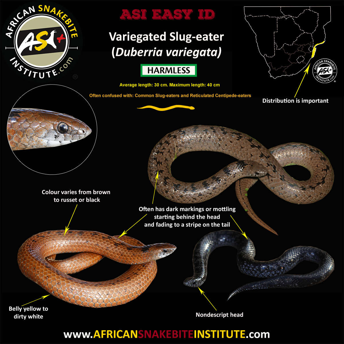 Variegated Slug-eater - African Snakebite Institute