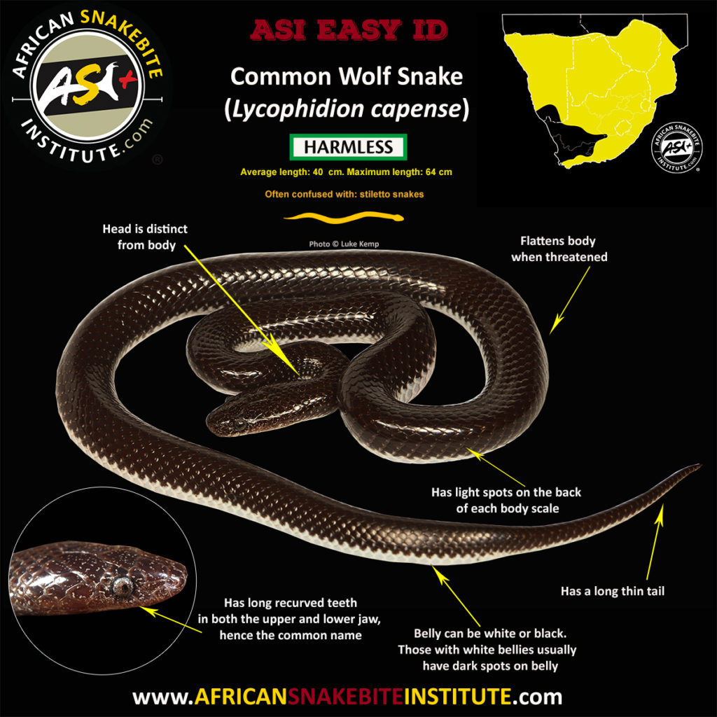 Common Wolf Snake - African Snakebite Institute