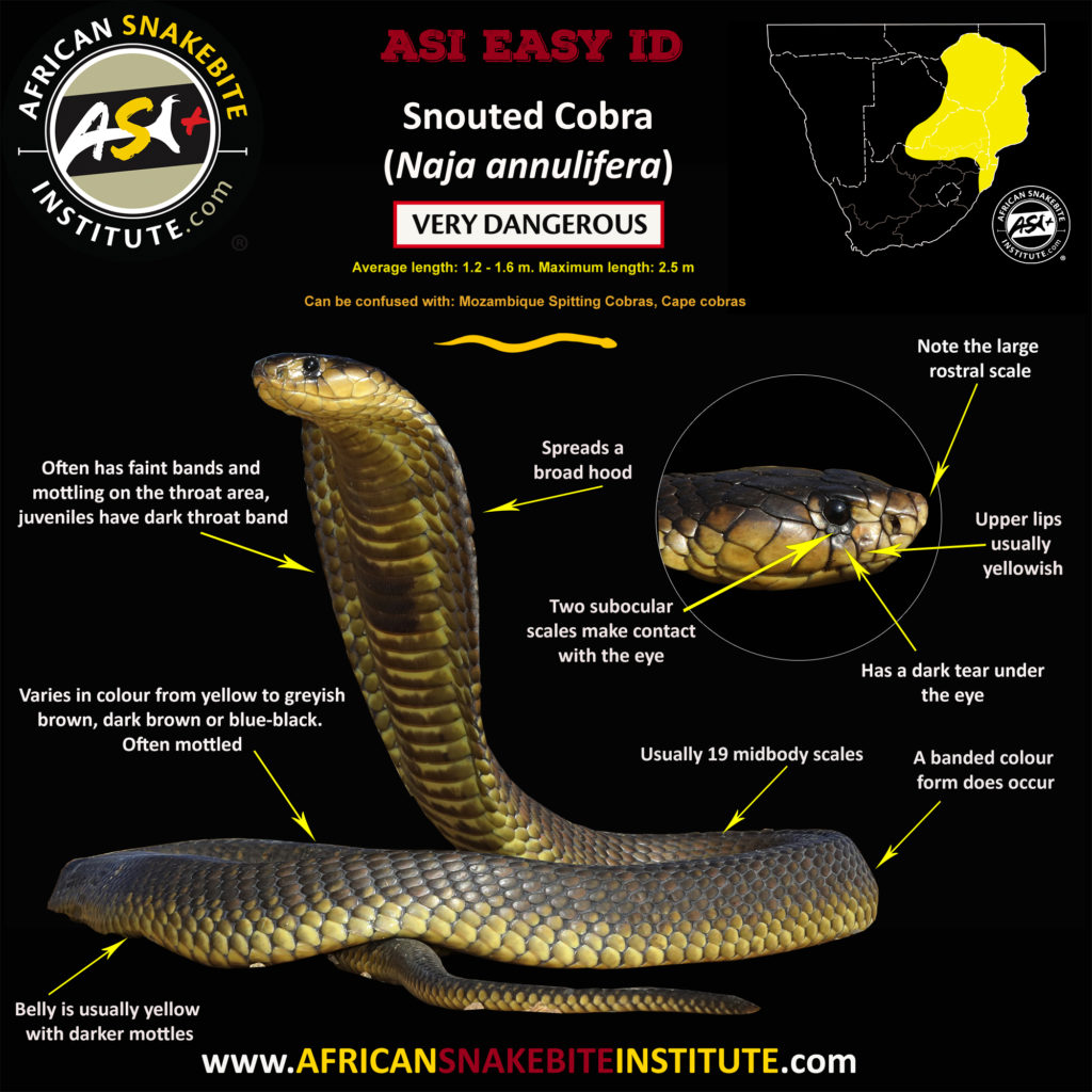 Snouted Cobra - African Snakebite Institute