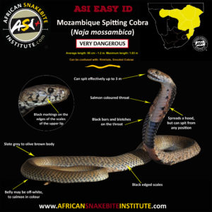 Snake Comparison - Mozambique Spitting Cobra vs Snouted Cobra - African Snakebite Institute