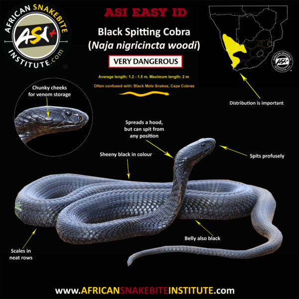 Snake Comparison - Black Spitting Cobra vs Rinkhals - African Snakebite ...