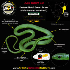 The 6 Common Green Snakes of South Africa - African Snakebite Institute