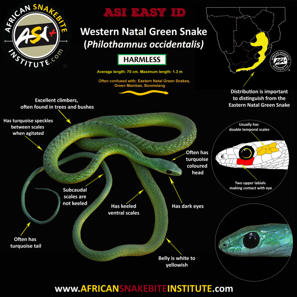 The 6 Common Green Snakes of South Africa - African Snakebite Institute