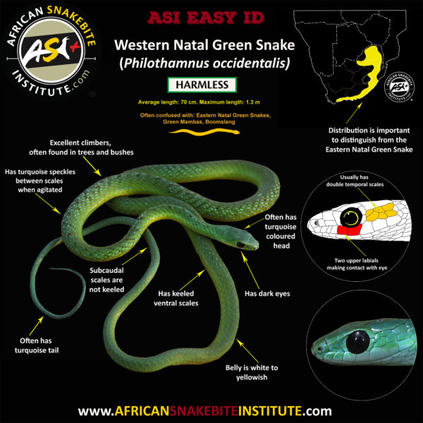 Western Natal Green Snake - African Snakebite Institute