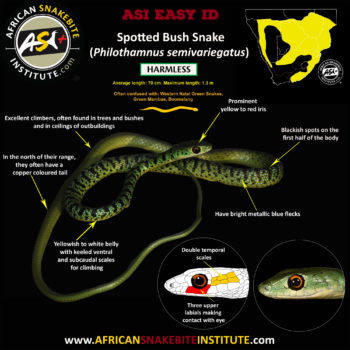 The 6 Common Green Snakes of South Africa - African Snakebite Institute