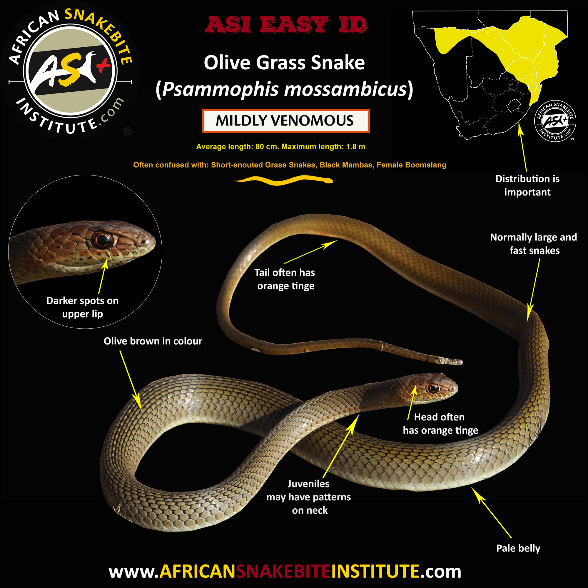 Olive Grass Snake - African Snakebite Institute