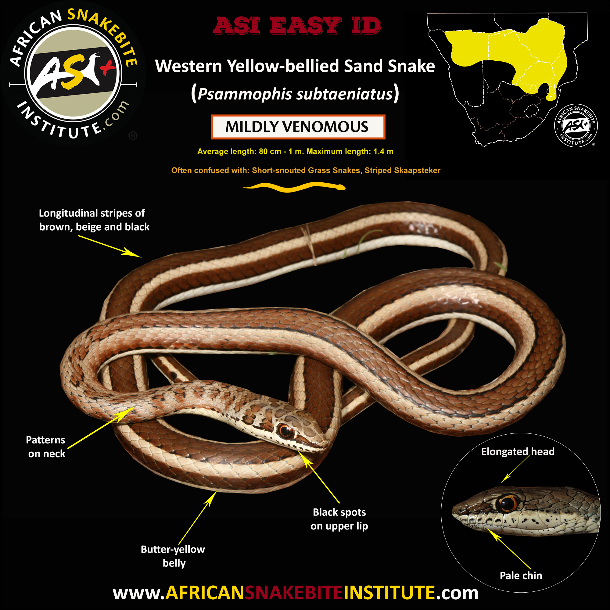 Western Yellow-bellied Sand Snake - African Snakebite Institute