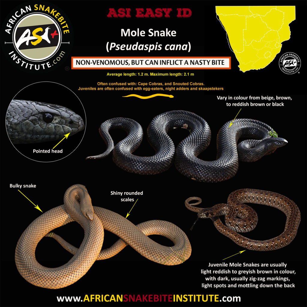 Snake Comparison - Mole Snake vs Cape Cobra - African Snakebite Institute
