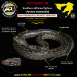 Southern African Python - African Snakebite Institute