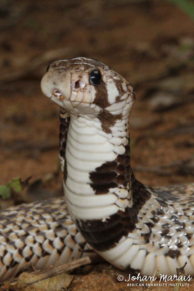 Intermediate Shield-nose Snake - African Snakebite Institute