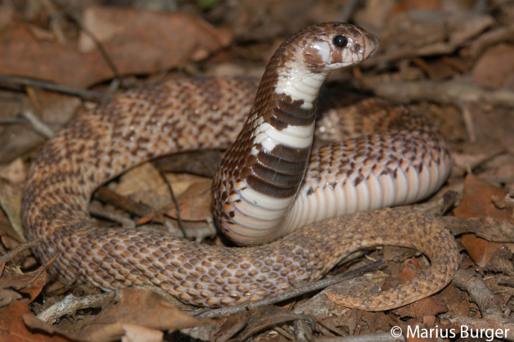 Intermediate Shield-nose Snake - African Snakebite Institute