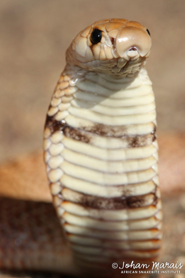Intermediate Shield-nose Snake - African Snakebite Institute