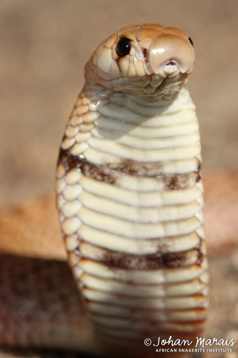 Intermediate Shield-nose Snake - African Snakebite Institute
