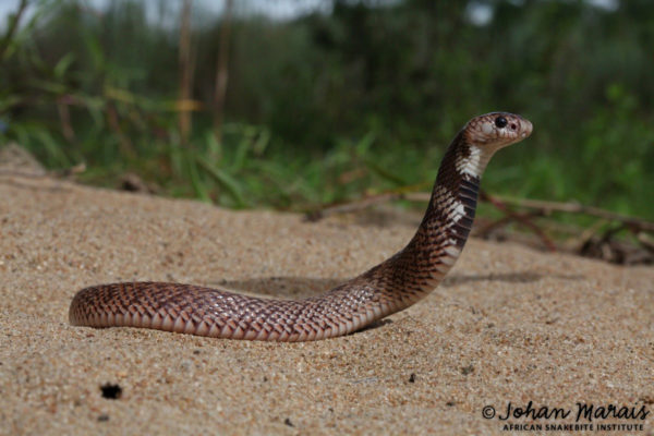Intermediate Shield-nose Snake - African Snakebite Institute