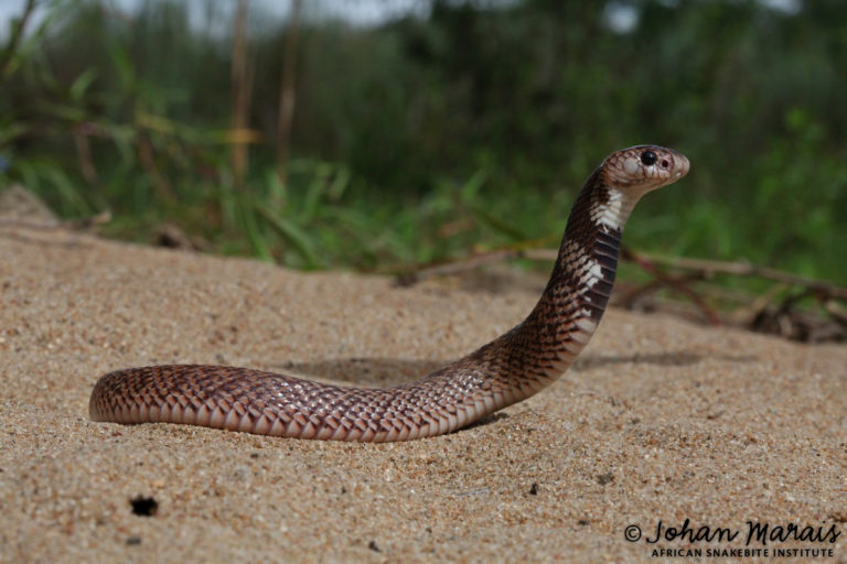 Intermediate Shield-nose Snake - African Snakebite Institute