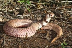 Intermediate Shield-nose Snake - African Snakebite Institute