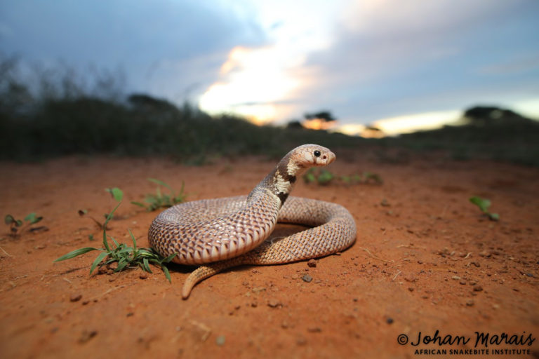 Intermediate Shield-nose Snake - African Snakebite Institute