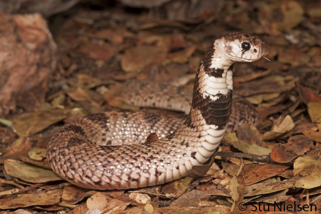 Intermediate Shield-nose Snake - African Snakebite Institute