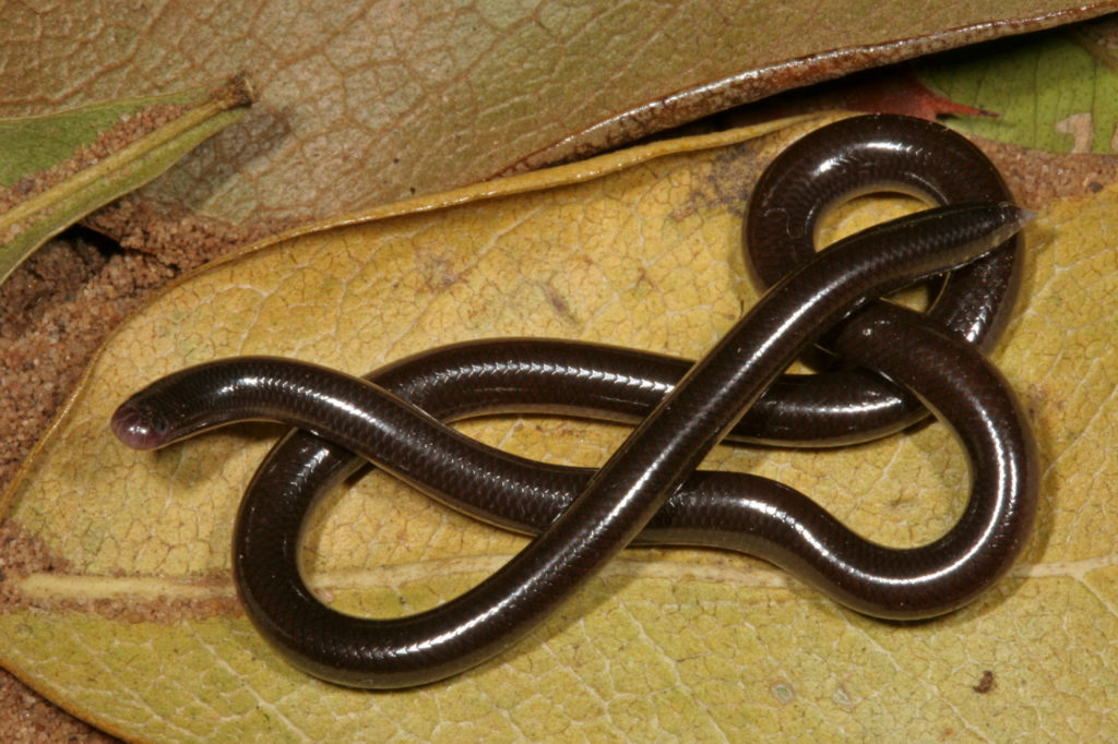 Online Course – Beginners’ Guide to Snake Identification (Southern ...