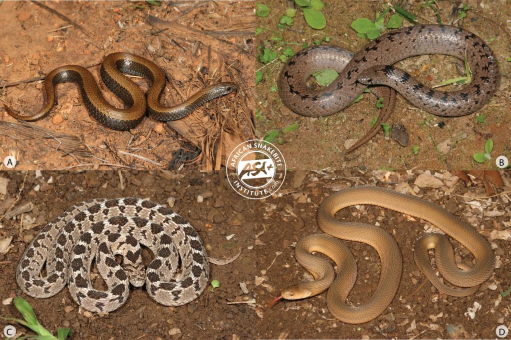 Online Course - Beginners' Guide to Snake Identification (Southern ...