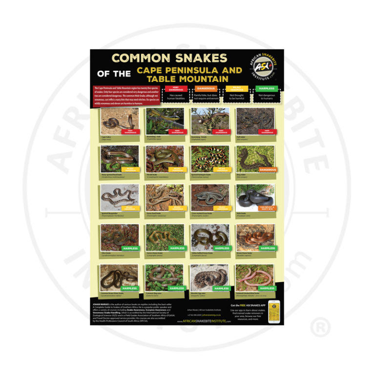 ASI Common Snakes of the Cape Peninsula and Table Mountain - African ...