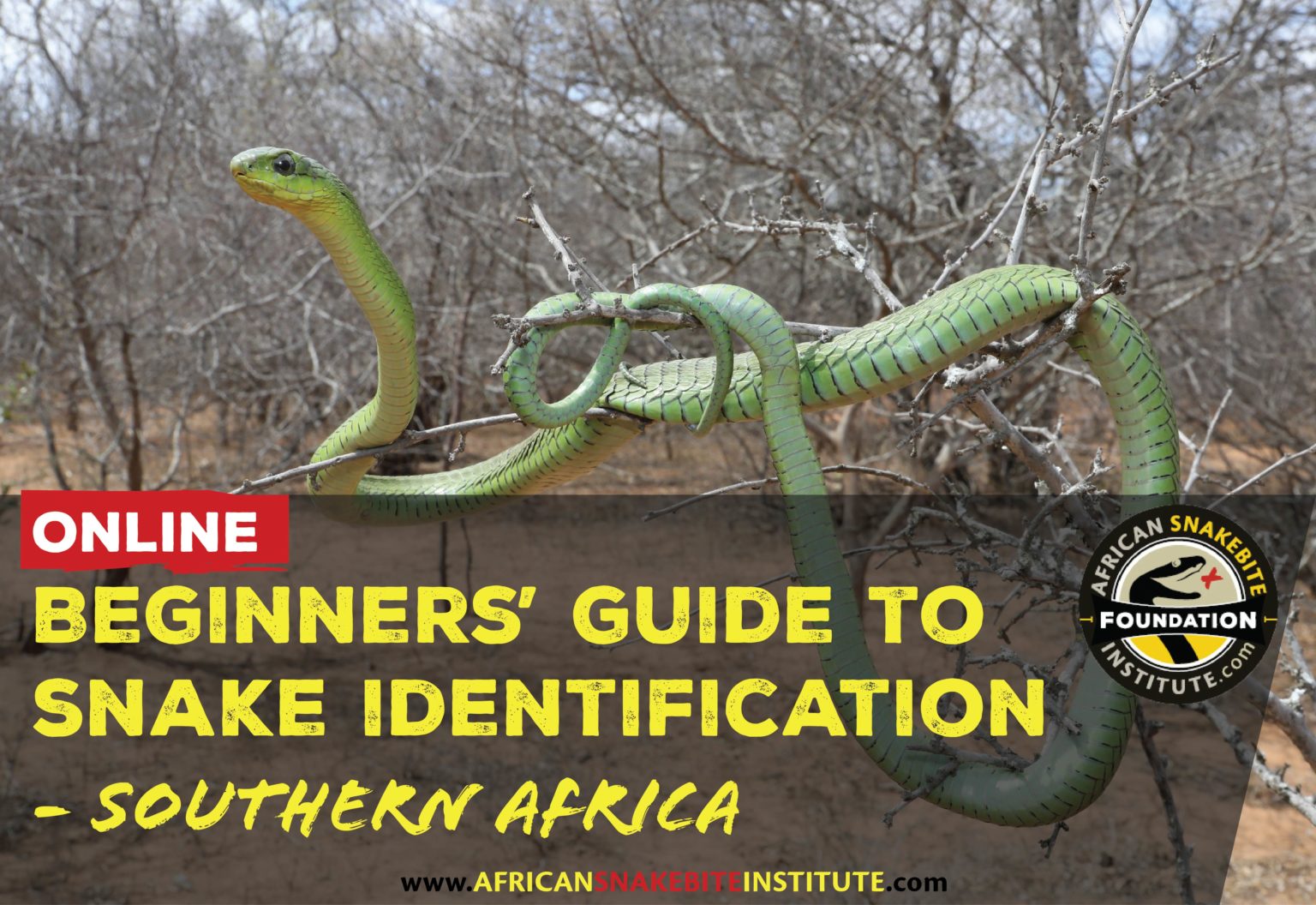 Online Course - Beginners' Guide to Snake Identification (Southern ...