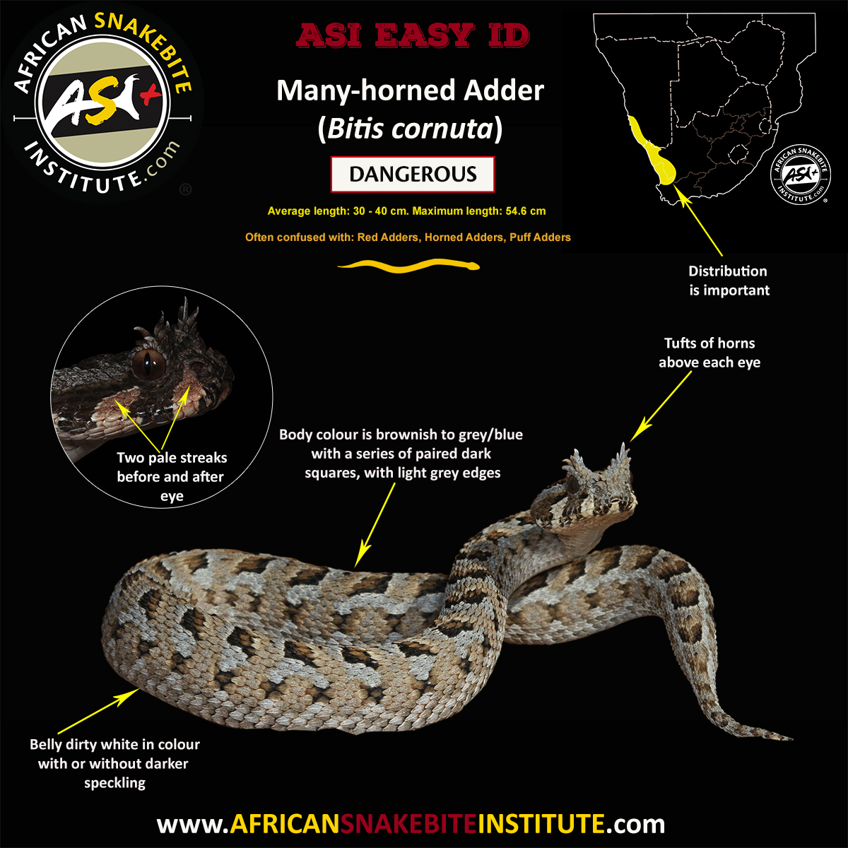Many-horned Adder - African Snakebite Institute
